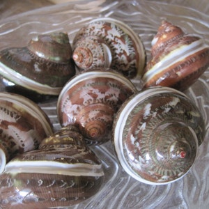 Beach Decor Brown Spotted and Banded Turbos - Seashell Supply ...