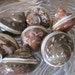 Beach Decor Brown Spotted and Banded Turbos - Seashell Supply ...