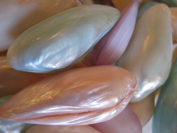 Craft Seashells Dyed Small Mussel Shells Seashell Supply 5 - Pearlized ...