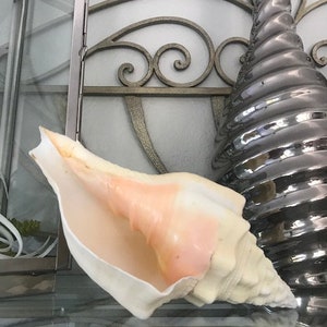 Beach Decor Chank Shell - Large Chank Shell - Coastal Home Decor ...