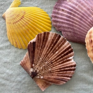 Imperfect Pectin Scallop Shells (12 PC)- Seashells - Beach Decor ...