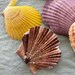 Imperfect Pectin Scallop Shells 12 PC Seashells Beach Decor Wholesale ...