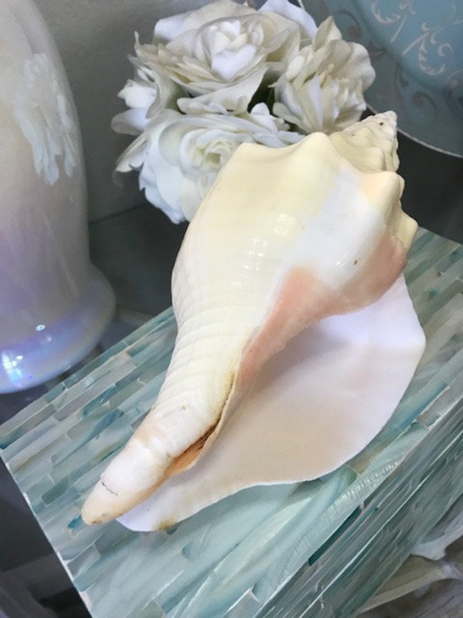 Beach Decor Chank Shell Large Chank Shell Coastal Home | Etsy