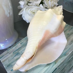 Beach Decor Chank Shell - Large Chank Shell - Coastal Home Decor ...