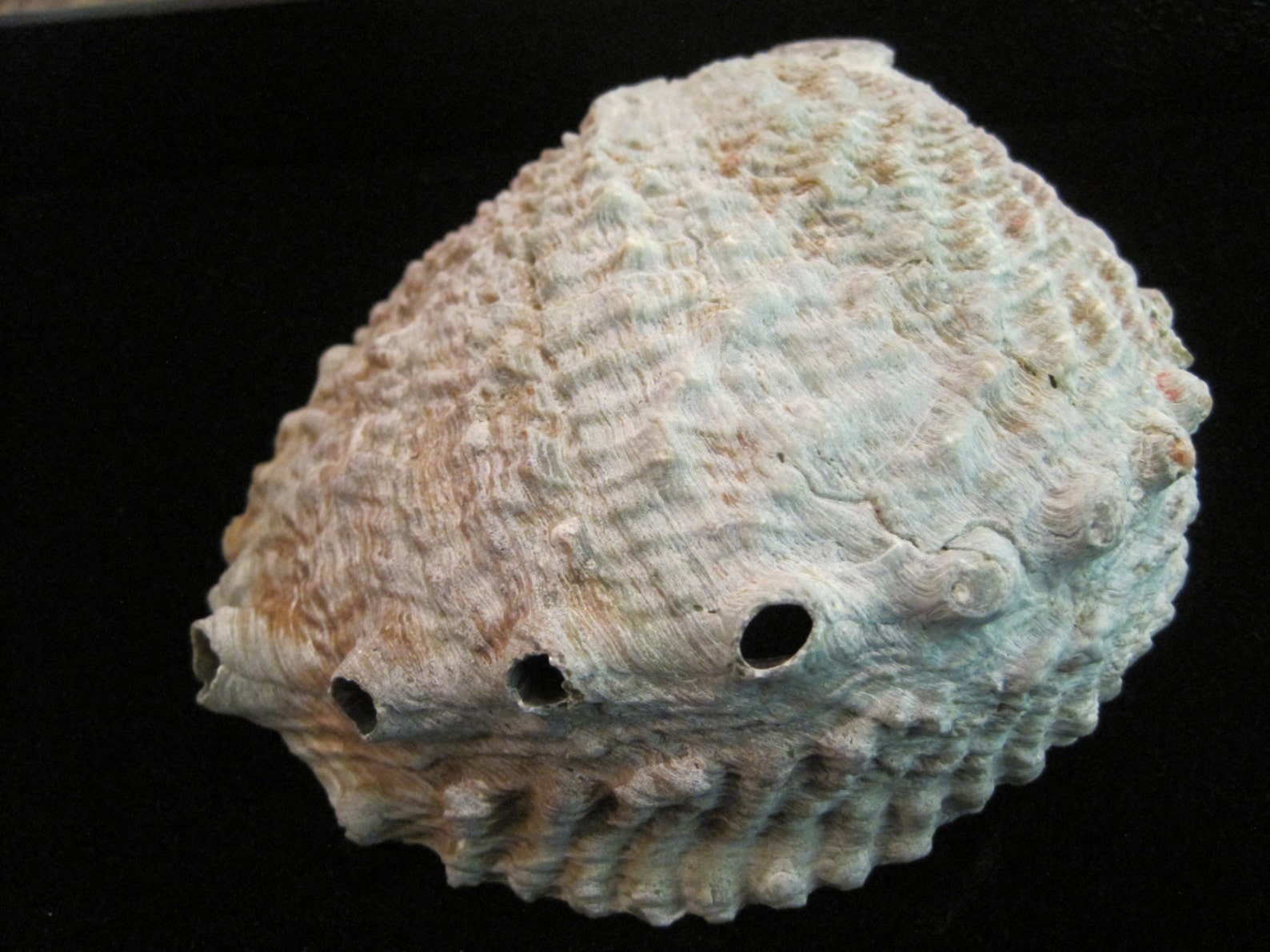 Rainbow Pink Abalone Seashell 1 Large Abalone Shell | Etsy