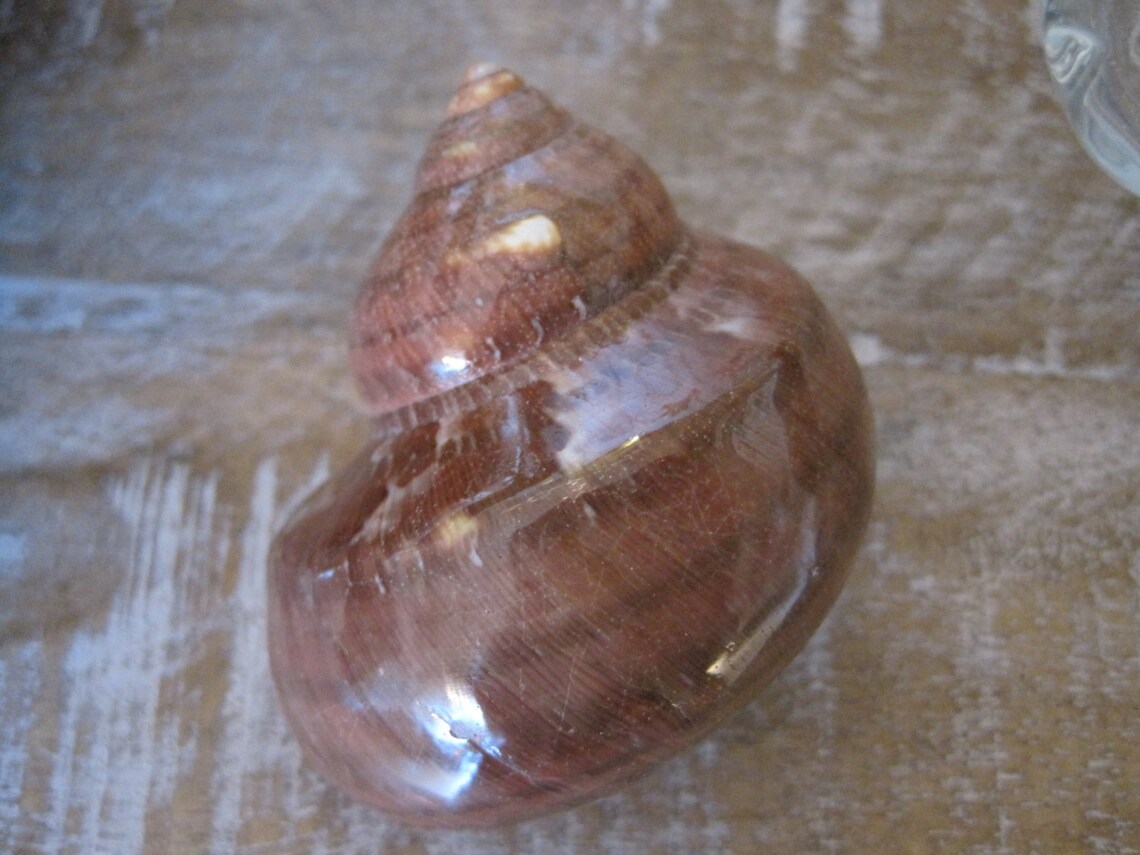 Beach Decor Brown Spotted Turbos (3 Pcs) - Seashell Supply - Seashells ...