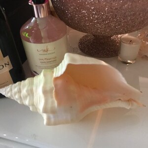 Beach Decor Chank Shell - Large Chank Shell - Coastal Home Decor ...