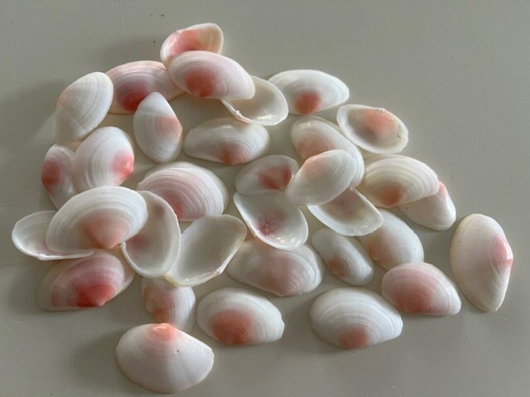 Pink Tellin Shells - (1 Cup) - Craft Shells - Beach Wedding - Nautical ...
