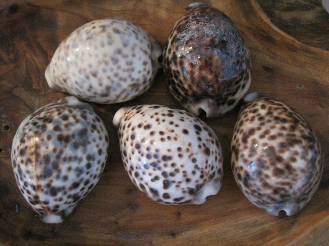 Large Real Cowrie Shells (2 Pcs) - Seashells - Seashell Supply - Craft ...