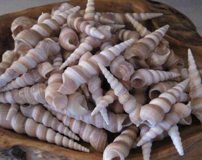 Seashells Purple Turritella 10 Shells Seashell Supply Craft Seashells ...