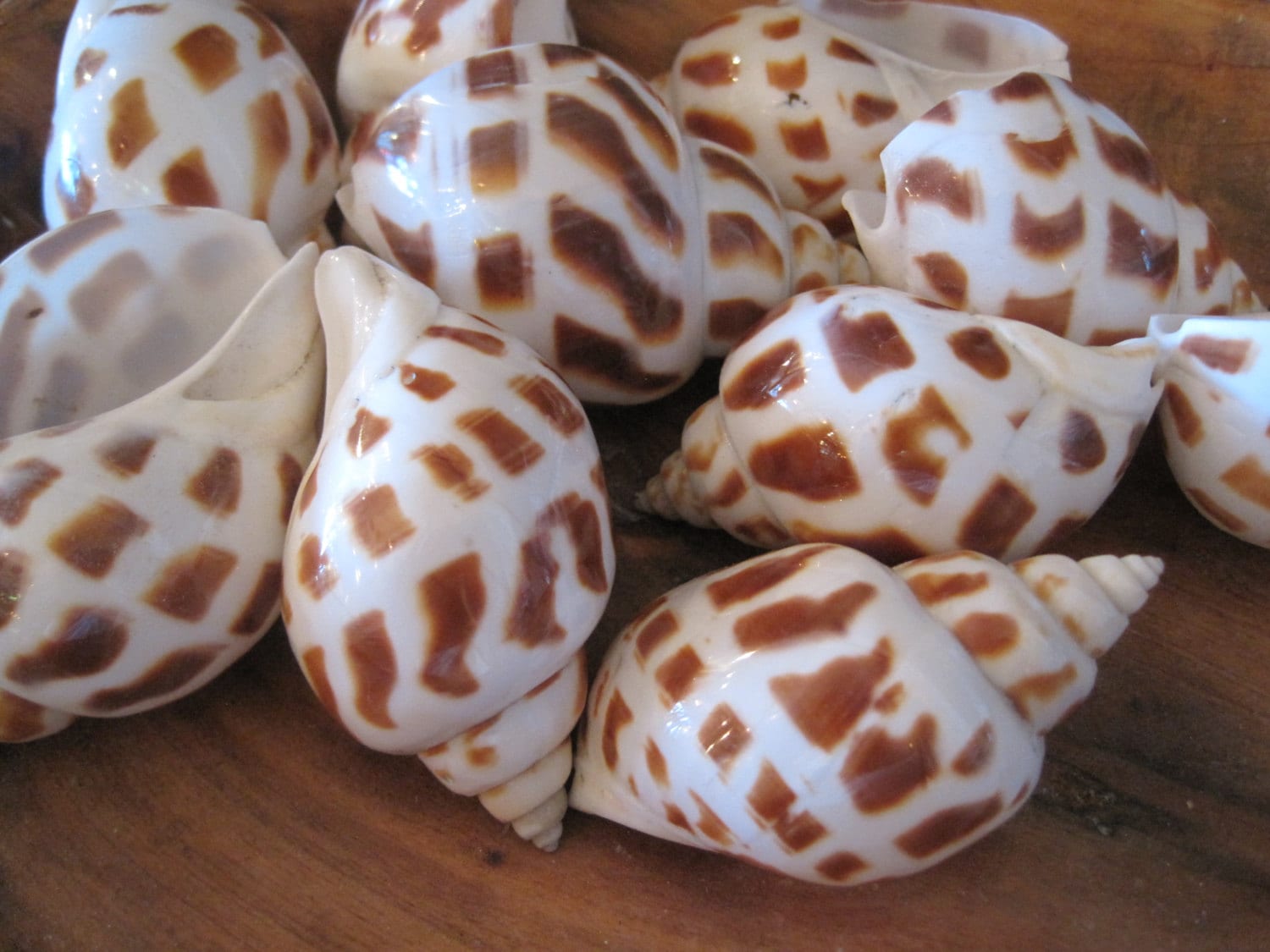 Beach Decor Babylonia Shells 3 Seashell Supply Beach - Etsy