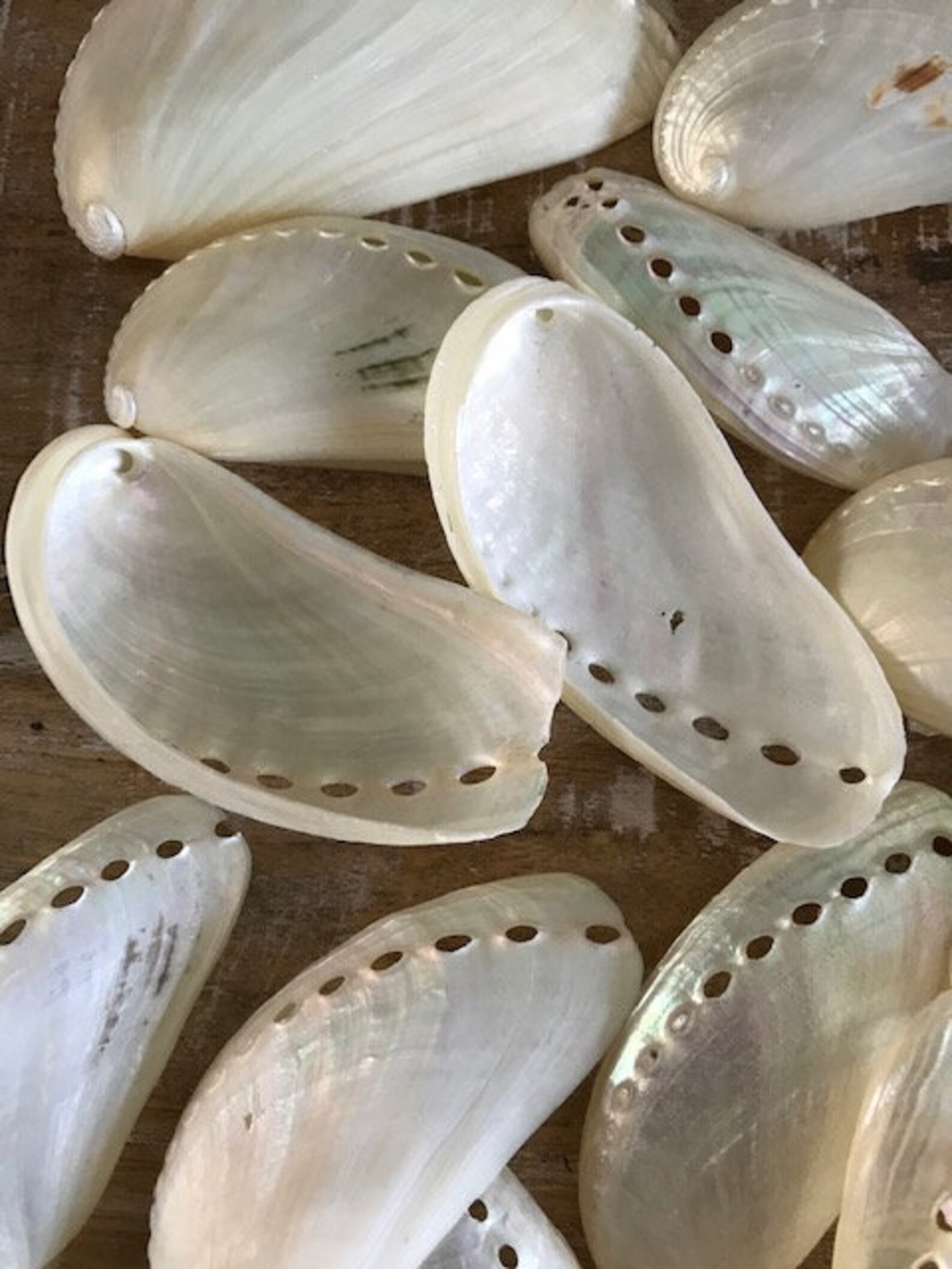 Imperfect Donkey Ear Abalone Shells Bulk Abalone Shells | Etsy
