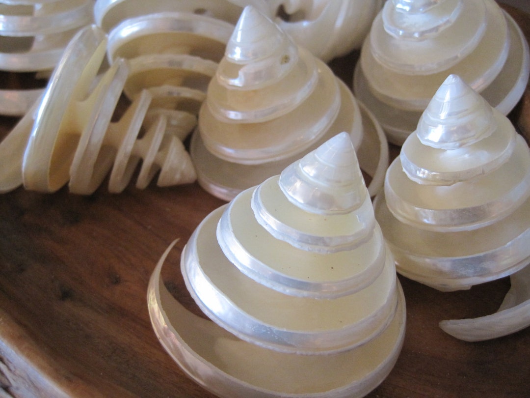 Beach Decor - Pearlized Spiral Cut Trocha Shells (2) - Trocha Shell ...