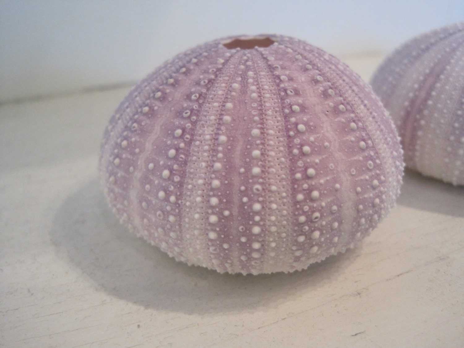 Beach Decor Purple Sea Urchins (3 Pc) - Natural Seashells - Coastal ...