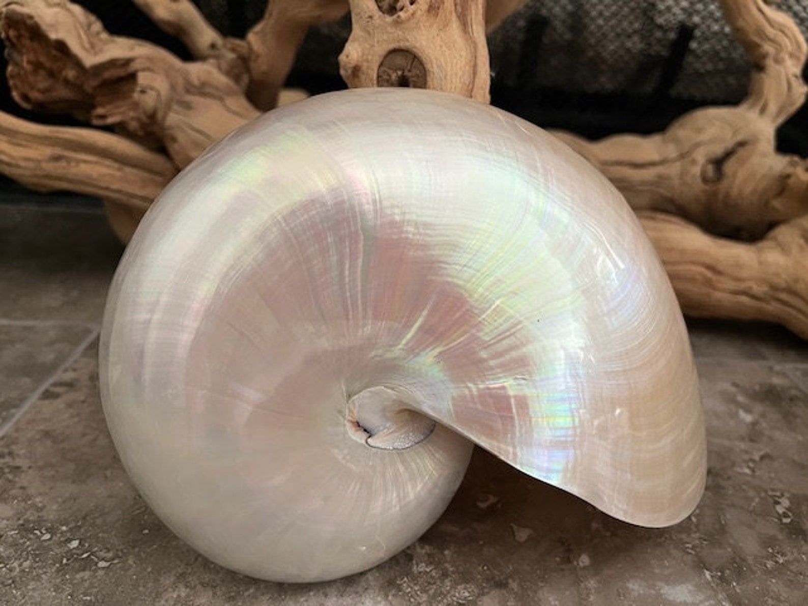 Polished Nautilus Shell Large Nautilus Shell Pearlized Nautilus Coastal ...