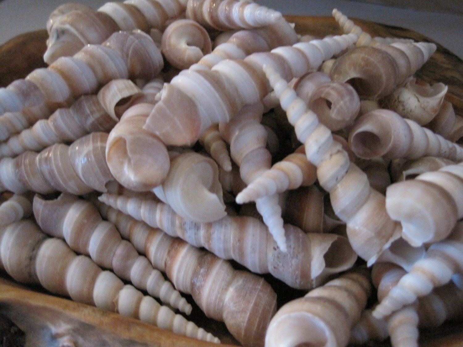 Seashells Purple Turritella 10 Shells Seashell Supply - Etsy