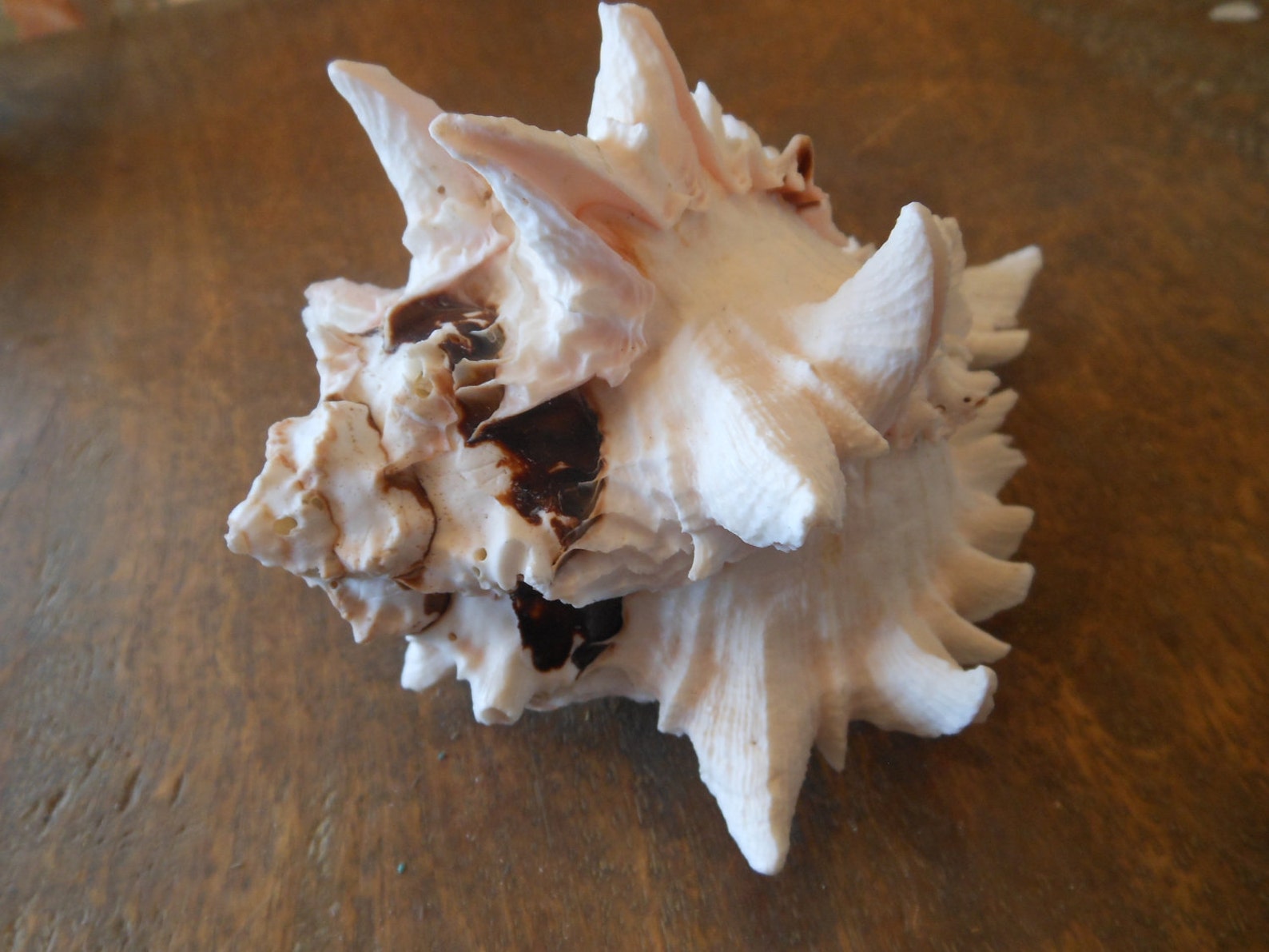 Beach Decor Murex Shell Large Murex Shell Coastal Home - Etsy