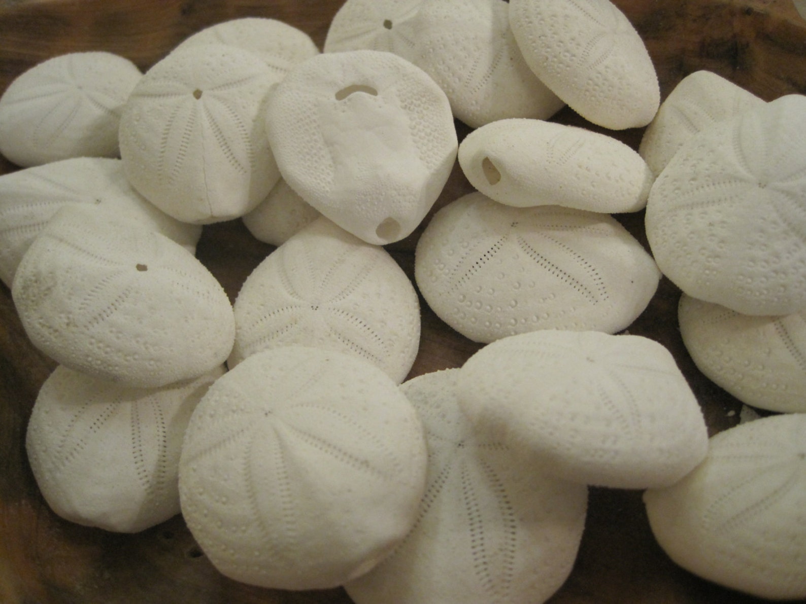 Puffy Sand Dollars 3 Seashell Supply Seashells Sand - Etsy