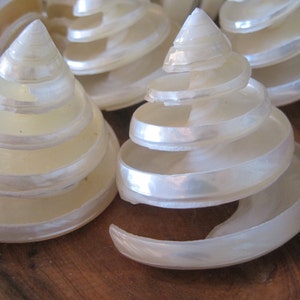 Beach Decor - Pearlized Spiral Cut Trocha Shells (2) - Trocha Shell ...