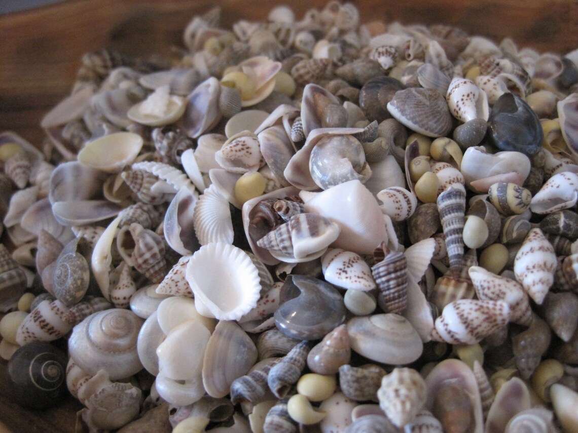 Tiny Mixed Shells 1 Cup 250 Craft Shells Beach Wedding - Etsy