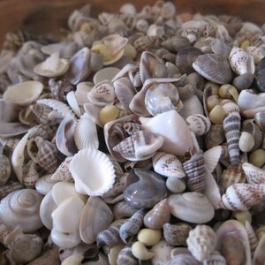 Tiny Mixed Shells (1 Cup - 250+) Craft Shells - Beach Wedding ...