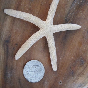 Mini White Starfish (12 PC) - 2 1/2" to 4" Starfish - Seashells ...