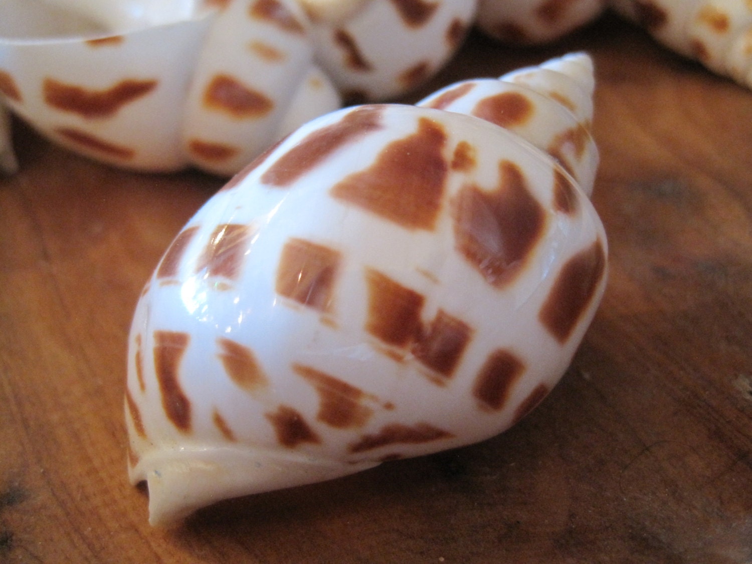 Beach Decor Babylonia Shells 3 Seashell Supply Beach | Etsy