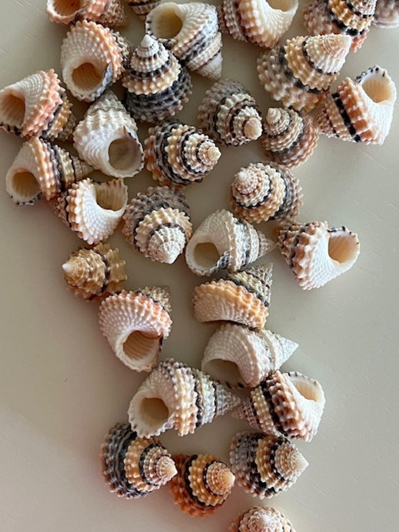 Candy Snail Seashells (15) - Seashell Supply - Craft Seashells - Etsy