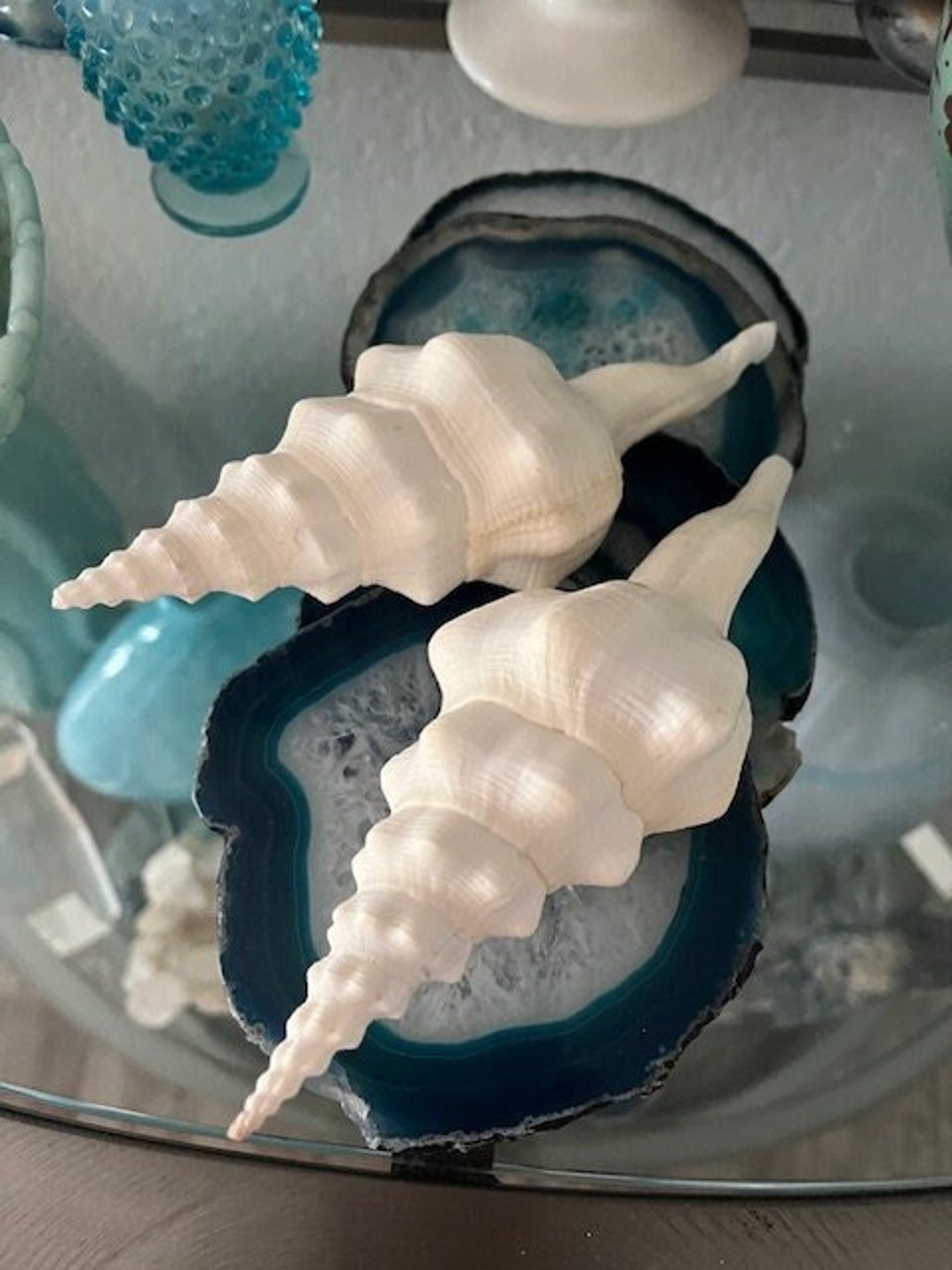White Spindle Shell XL - Fusinus Unsatus Wavy Spindle Seashell ...