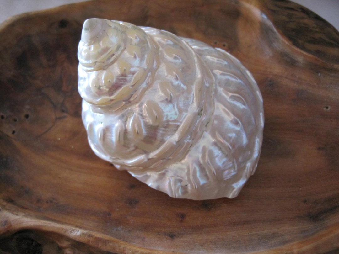 Beach Decor - Wavy Top Polished Turbo Shell - Turbo Shell - Seashell ...
