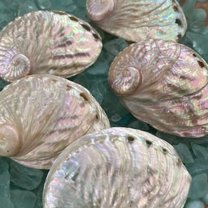 Beach Decor Abalone Shells (5 PCS) - Abalone Shells - Lg Abalones ...