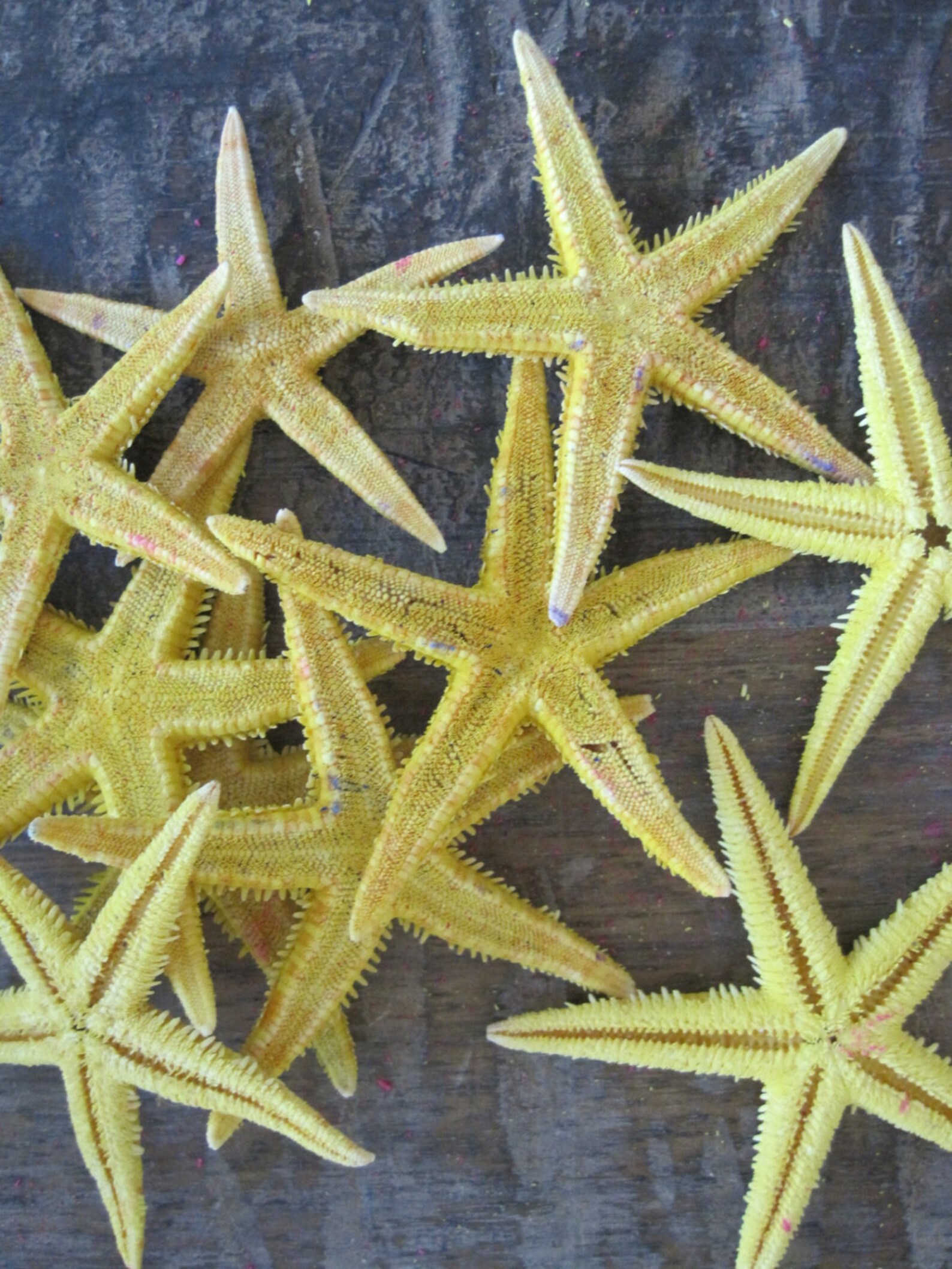 Gelb gefärbter Mini Seestern 20 Stück Bunte Mini Seesterne - Etsy.de