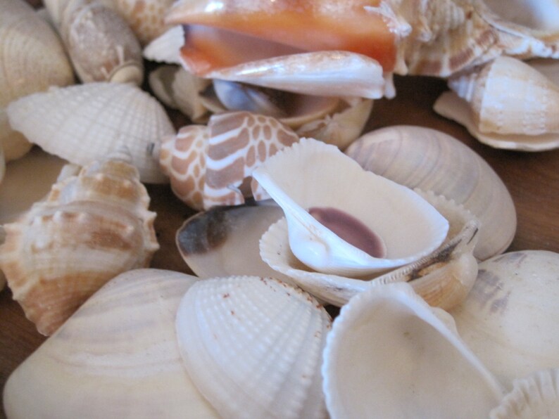 Indian Ocean Beach Mix Large Size Assorted Shells Coastal - Etsy