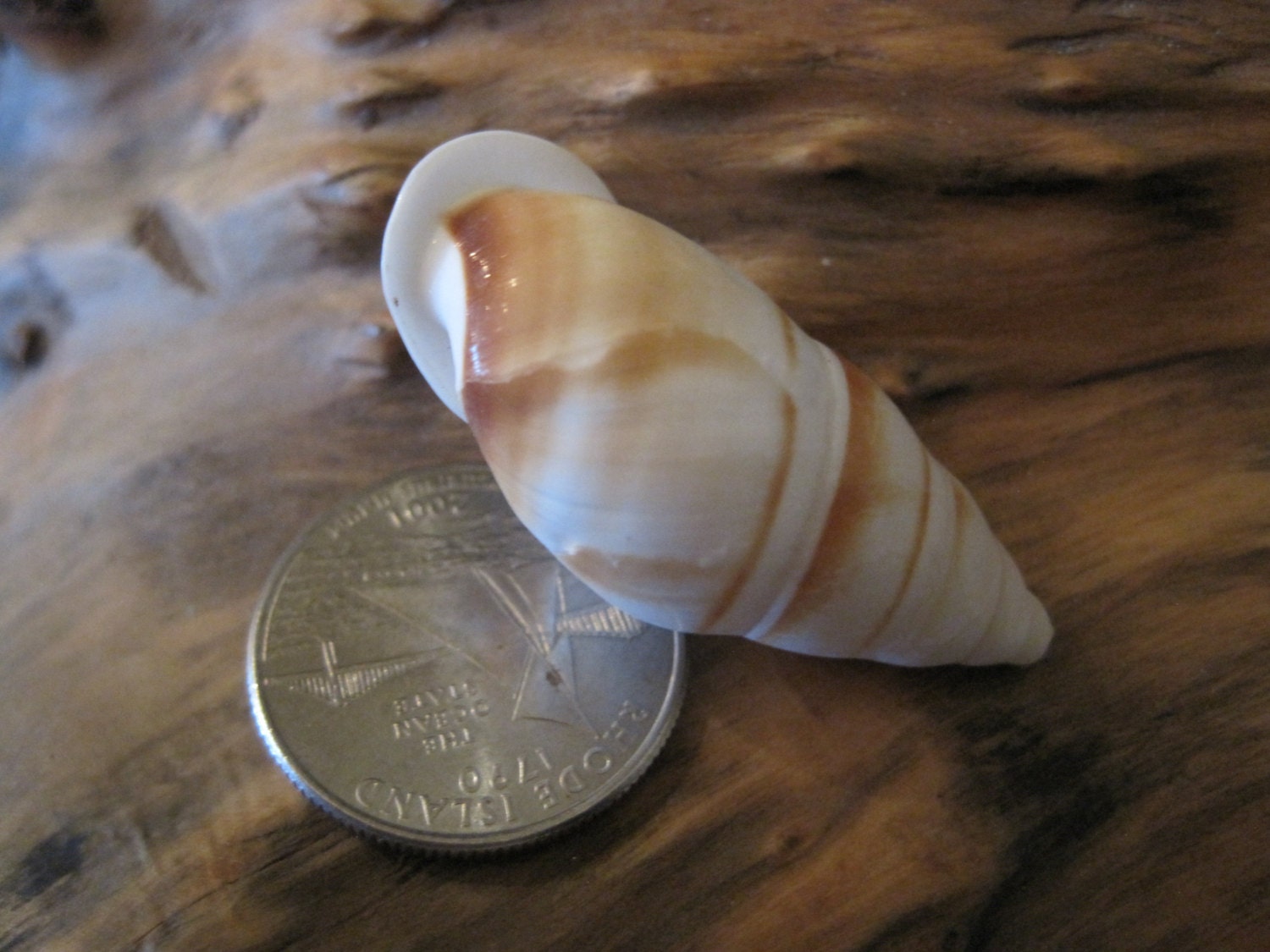 Beach Decor White With Brown Stripe Tree Snail Shells 12 - Etsy