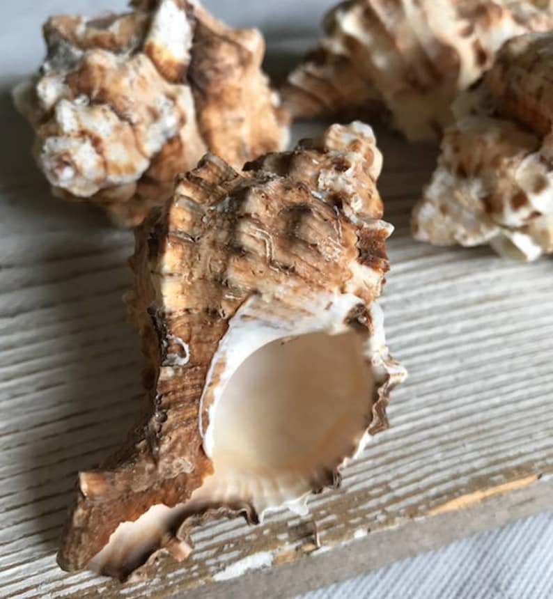 Apple Brown Murex Shells 3 Murex Shells Seashells | Etsy