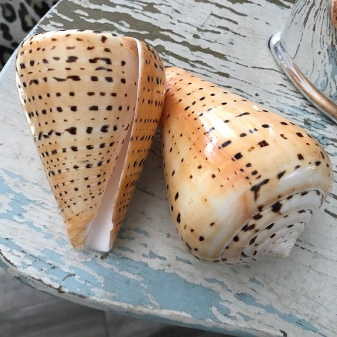 Orange Cone Snail Shell (1) - Conus Vitulinus Seashell - Specimen ...