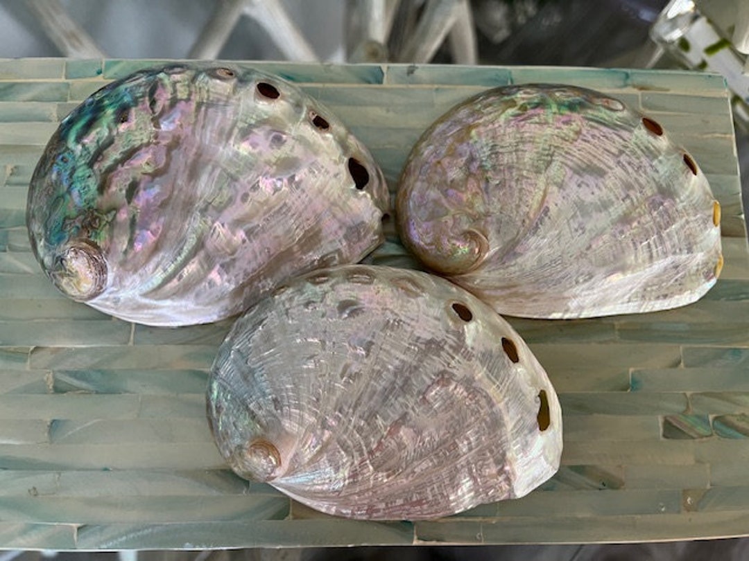 Beach Decor Silver Abalone Shell - Abalone Shells - Lg Abalone ...