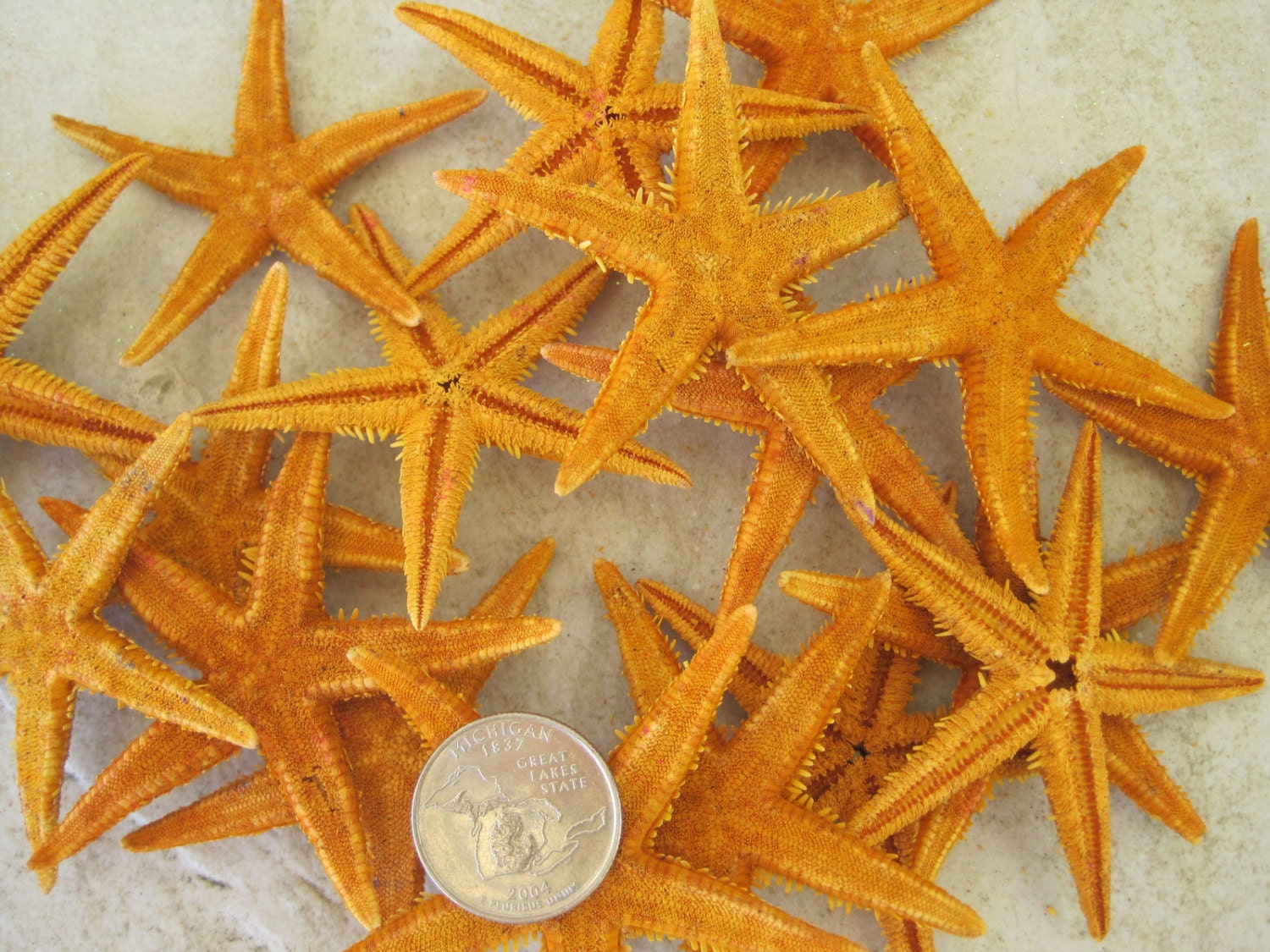 Deep Yellow Dyed Mini Starfish 10 pc Colored Mini Starfish | Etsy