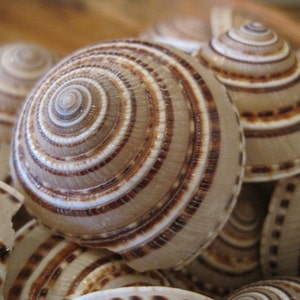 Sundial Seashells (10 PC) - Brown Swirl Shells - Seashell Supply ...