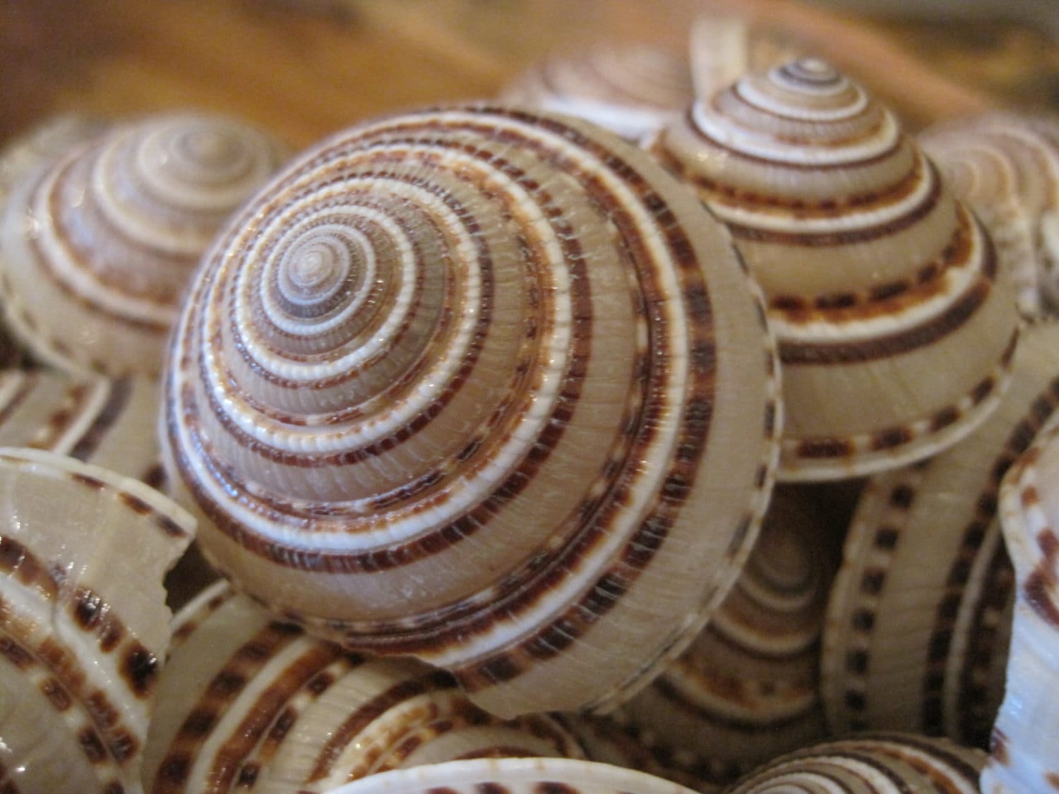 Sundial Seashells (10 PC) - Brown Swirl Shells - Seashell Supply ...