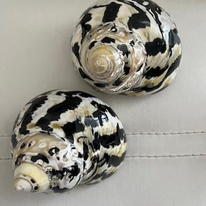 XL Magpie Turbo Shell (1 Pc)- Hermit Crab Shell - Large Opening Sizes ...