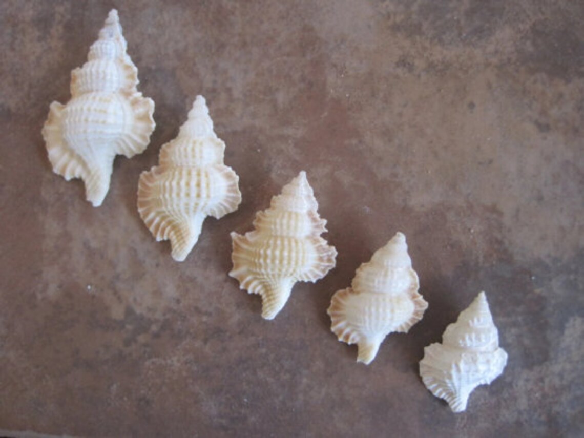 Maple Leaf Shells (6) - Beach Decor - Seashells- Seashell Supply ...