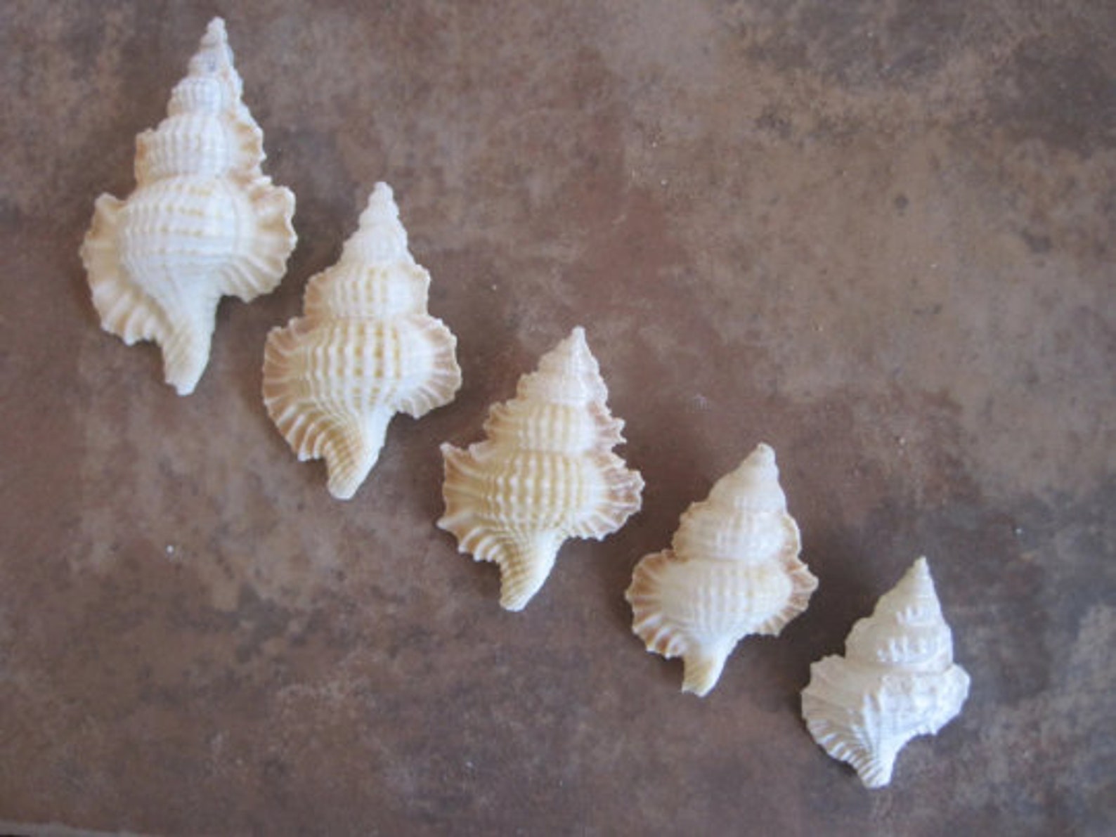 Maple Leaf Shells (6) - Beach Decor - Seashells- Seashell Supply ...
