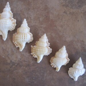 Maple Leaf Shells (6) - Beach Decor - Seashells- Seashell Supply ...