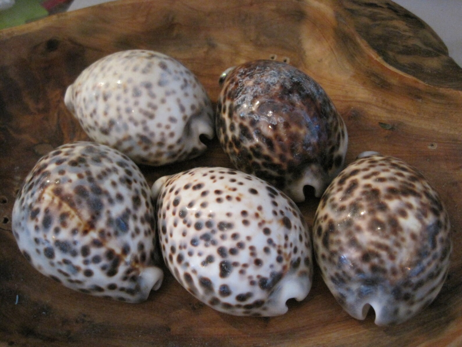 Seashells Large Cowrie Shells 2 Seashell Supply Craft - Etsy