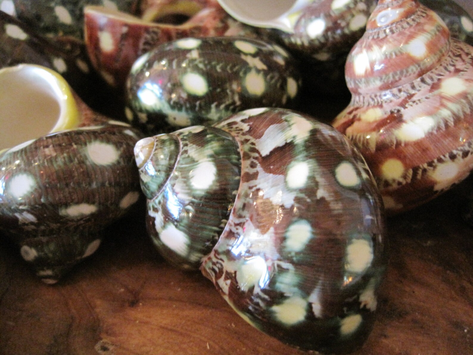 Beach Decor Spotted Brown and Green Turbo Shell 1 Turbo - Etsy