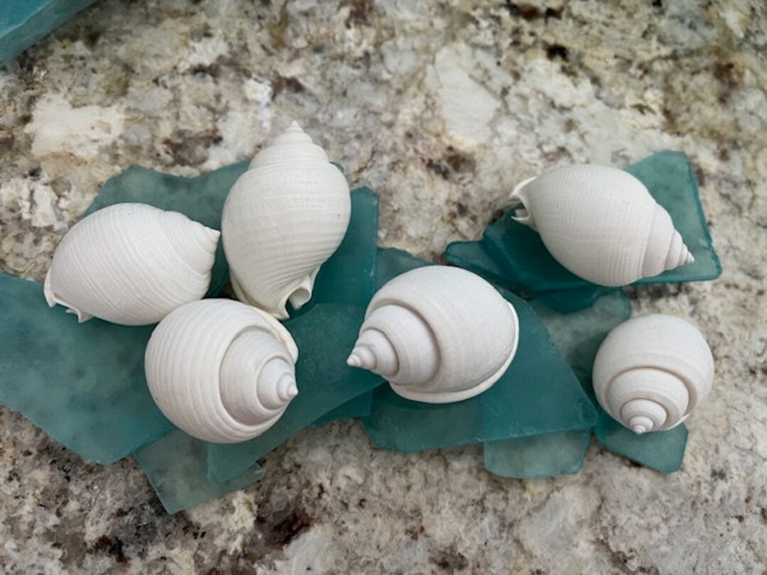 White Bonnet Shells (6 Pcs) - Beach Decor - Seashells- Seashell Supply ...