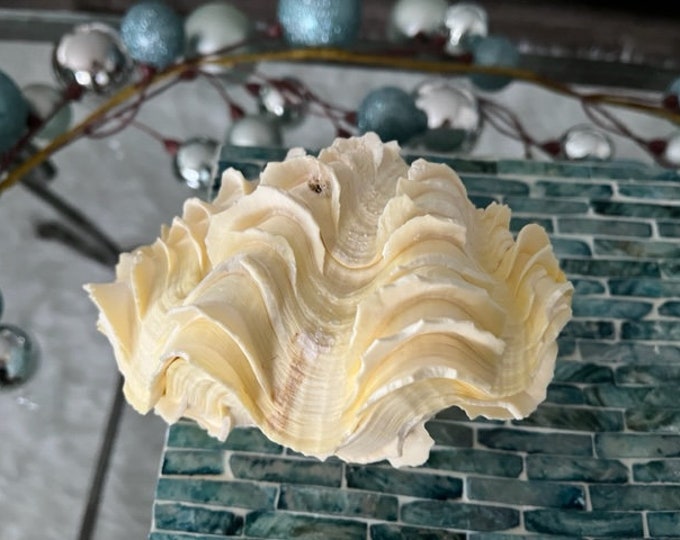 Double Squamosa Rare Clam Shell Yellow and White Double Clam - Etsy