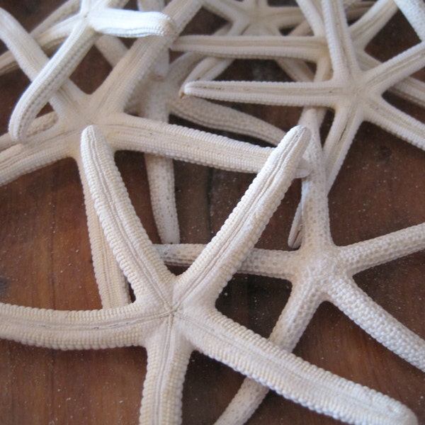 Starfish Home Decor - Etsy