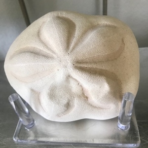 Beach Decor Seashell Stand - Large and Small Display Stands - Shell ...